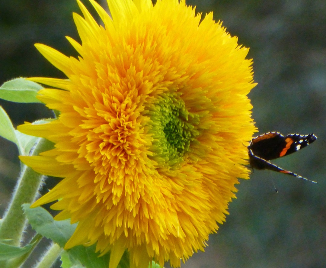 Dwarf Sungold Sunflower Seeds, 50 Count, Dwarf Teddy Bear Sunflowers - Etsy