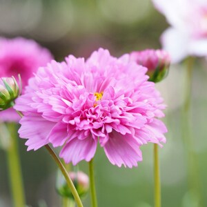 Double Click Bi-color Pink Cosmos Seeds, 25 Count - Etsy