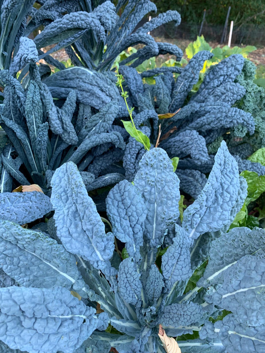 Organic Black Magic Kale Seeds, Dinosaur Kale // Organic, Heirloom, Non ...