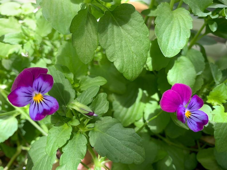Viola 'king Henry' Seeds, Non-gmo, Viola Cornuta - Etsy
