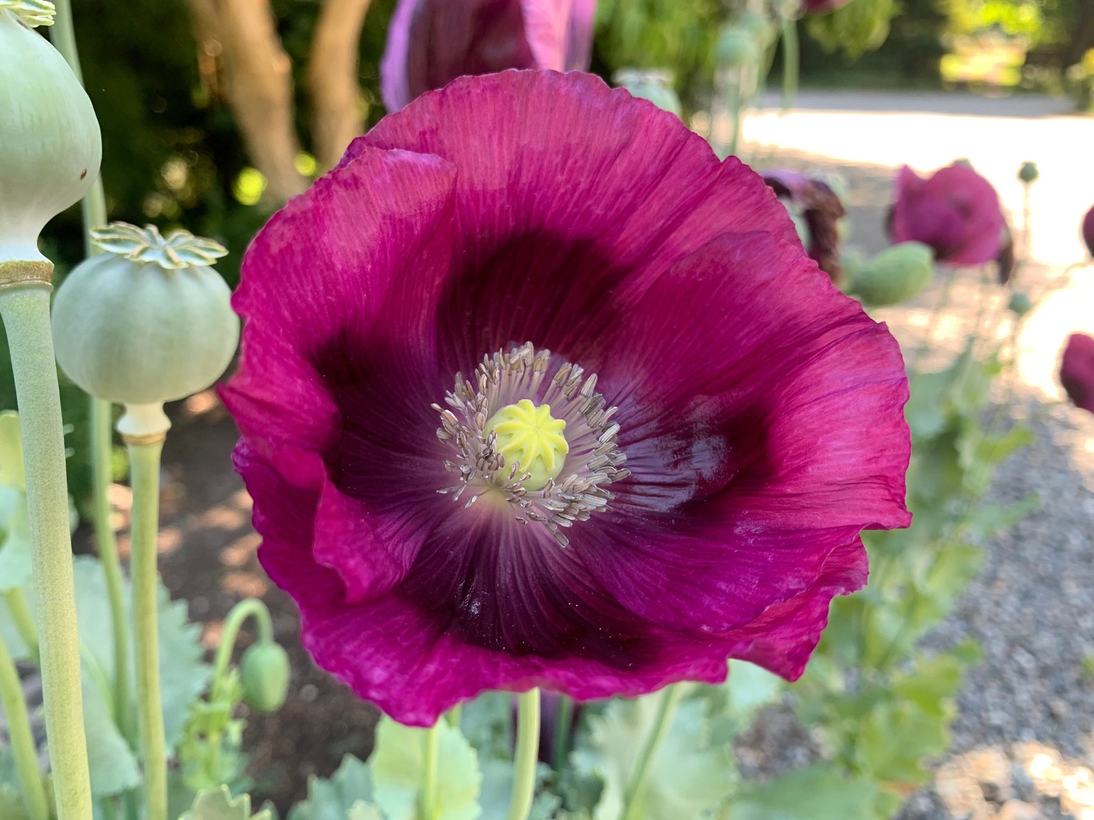 Laurens Grape Poppy Seeds Large Purple Poppies Poppy Flower - Etsy