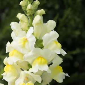 Orleans Early Lemon Yellow F1 Snapdragon Seeds, Pastel Yellow ...