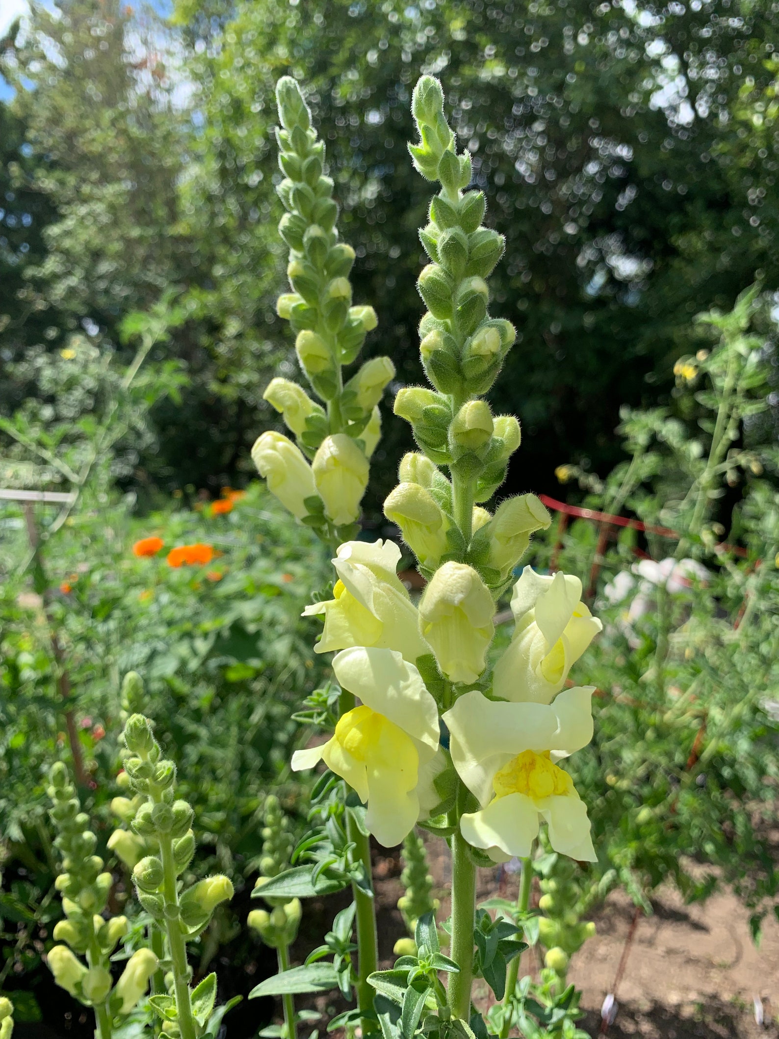 Orleans Early Lemon Yellow (F!) Snapdragon Seeds, 50 Count - Etsy