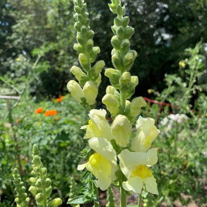 Orleans Early Lemon Yellow F1 Snapdragon Seeds, Pastel Yellow ...