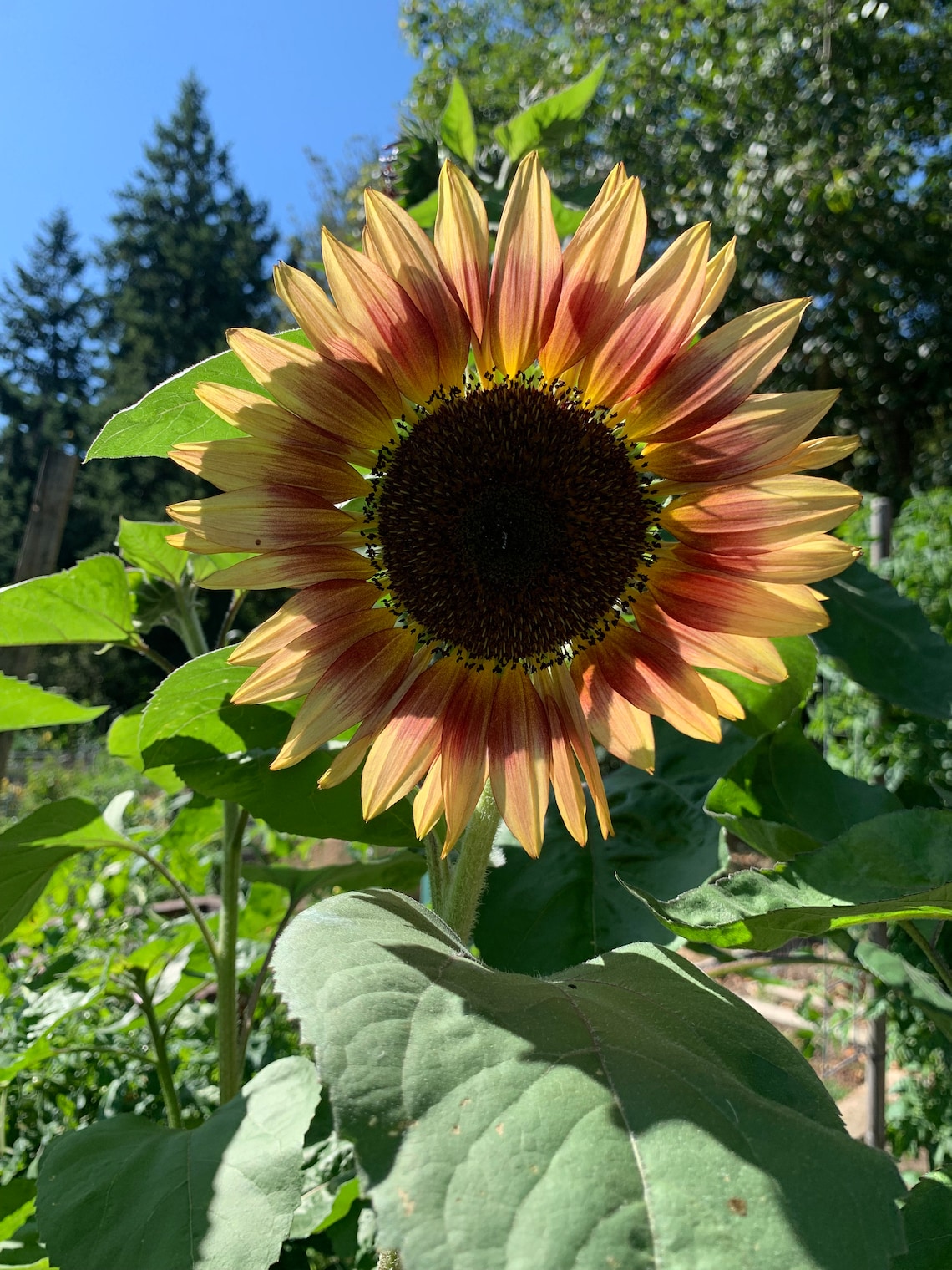 Gypsy Charmer Sunflower Seeds, 25 Count, Tricolor 4-6' Branching ...