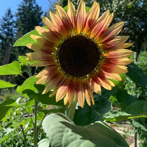 Gypsy Charmer Sunflower Seeds, Tricolor 4-6' Branching Sunflowers ...