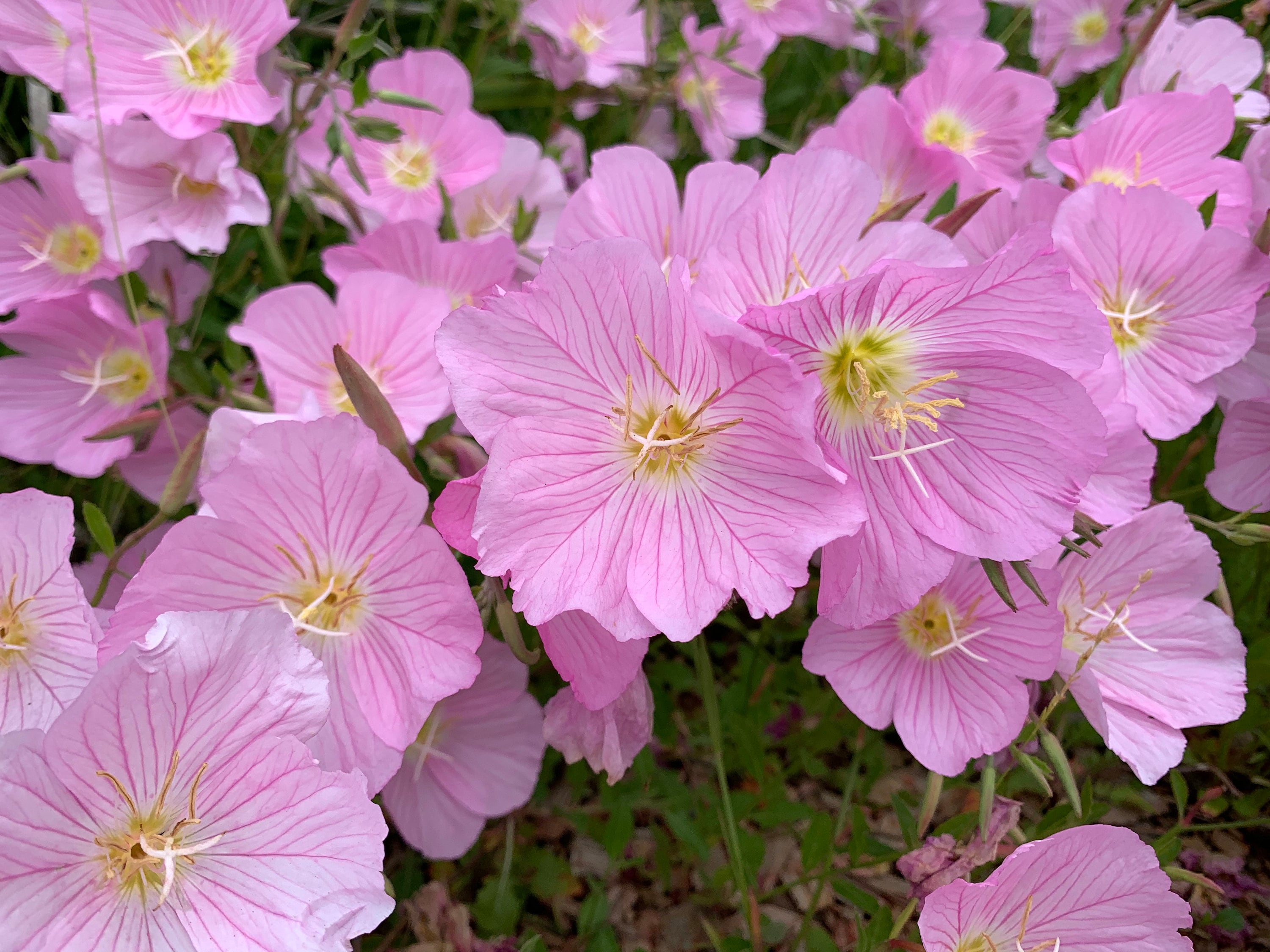 Pink Evening Primrose Plant