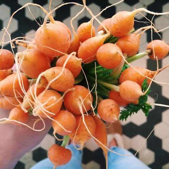 Parisian Carrot Seeds Paris Market Round Carrots 800 Seeds | Etsy