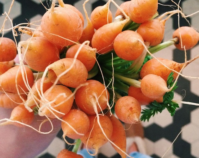 Parisian Carrot Seeds, Paris Market Round Carrots, 800 Seeds ...