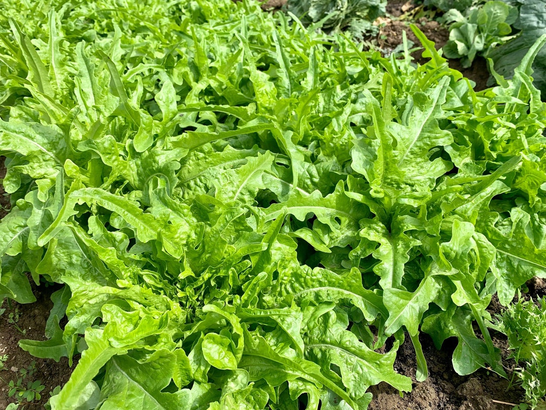 Royal Oakleaf Lettuce Seeds Heat Resistant Green Oakleaf - Etsy