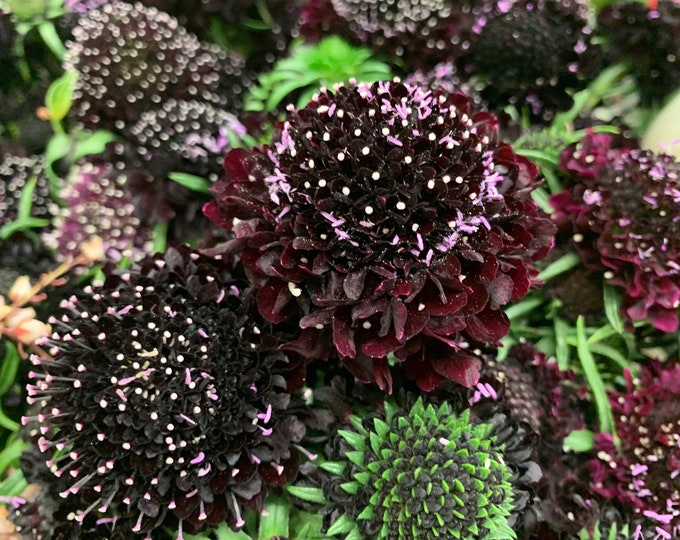 Black Beauty Scabiosa Seeds, Pincushion Flower, Mourning Bride, 50 ...