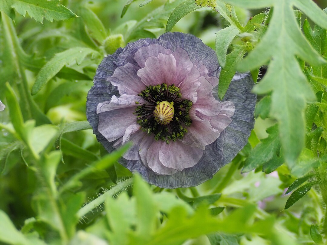Organic Amazing Grey Poppy Seeds, 300 Count - Etsy