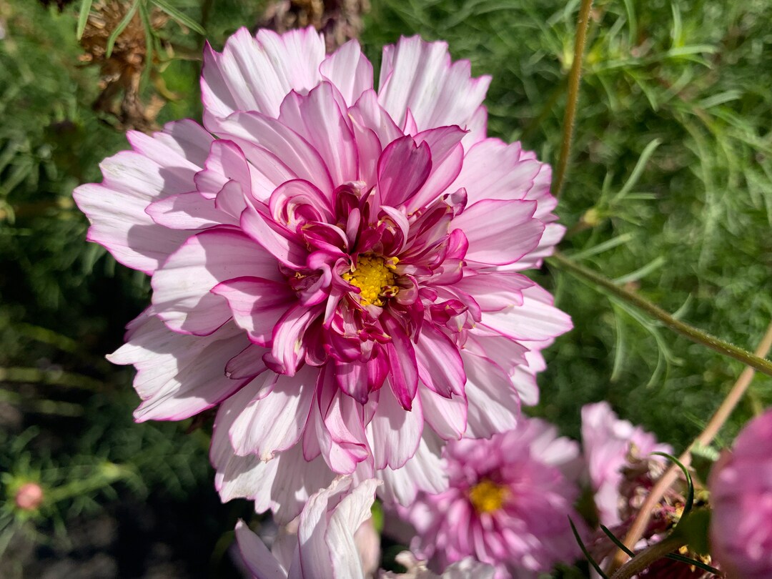 Double Click Bi-color Violet Cosmos Seeds, 25 Count - Etsy