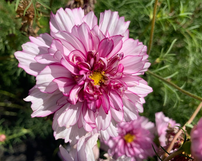 Double Click Bi-color Violet Cosmos Seeds, Cosmos Flowers, 25 Seeds ...