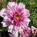 Double Click Bi-color Violet Cosmos Seeds, 25 Count - Etsy