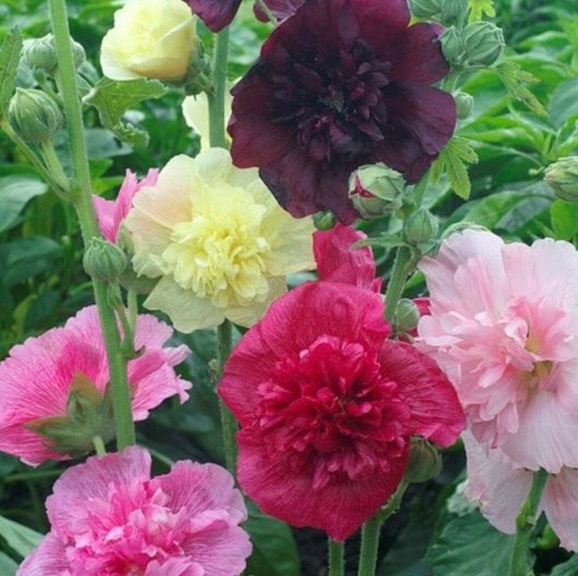 Hollyhock Seeds Double Majorette Hollyhocks Mixed Colors 50 | Etsy