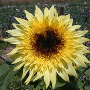 Starburst™ Lemon Éclair Sunflower Seeds, 25 Count - Etsy