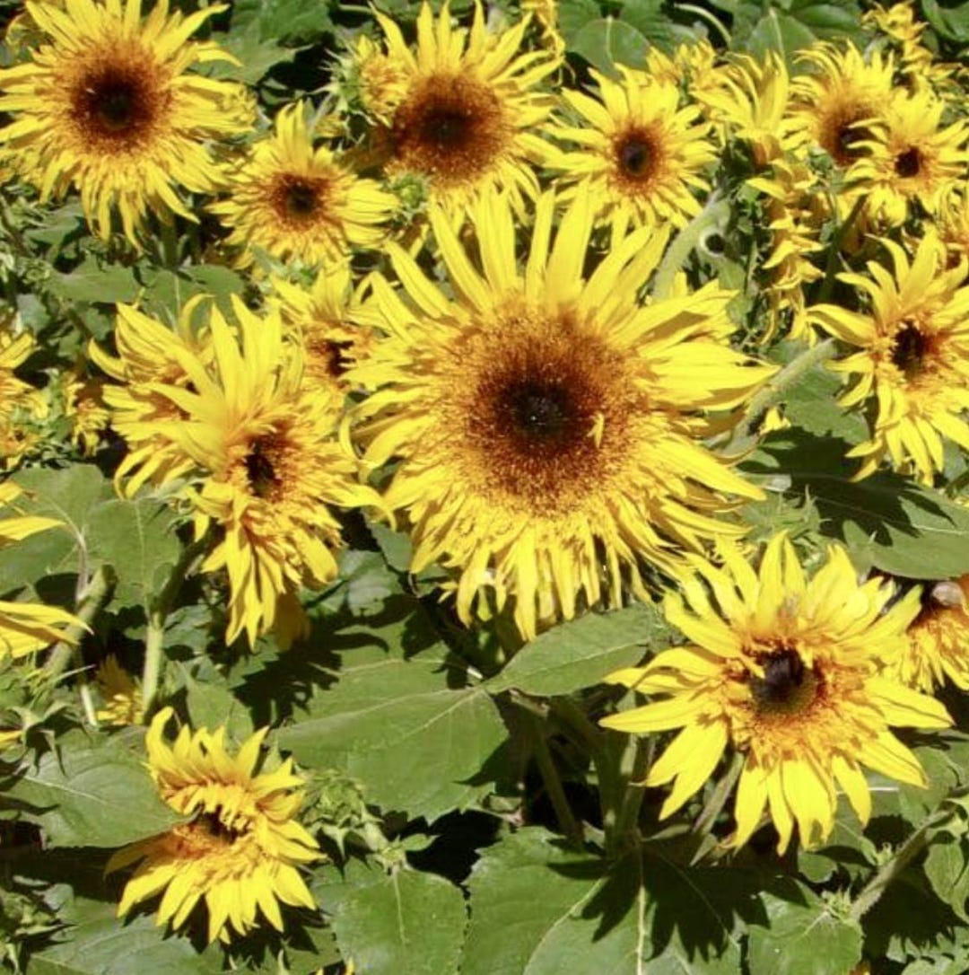 Baby Bear Sunflower Seeds, 25 Count, Dwarf Branching Variety - Etsy