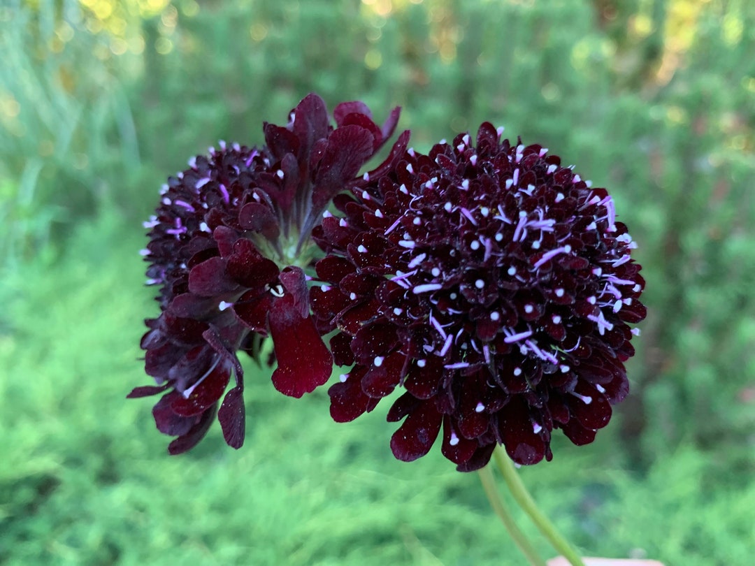 Black Beauty Scabiosa Seeds Pincushion Flower Mourning - Etsy
