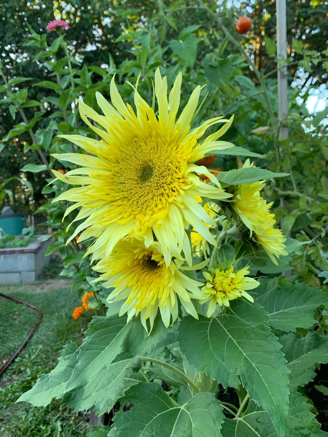 Lemon Cutie™ Sunflower Seeds, Dwarf Branching Variety // Non-gmo ...