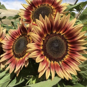 Gypsy Charmer Sunflower Seeds, Tricolor 4-6' Branching Sunflowers ...