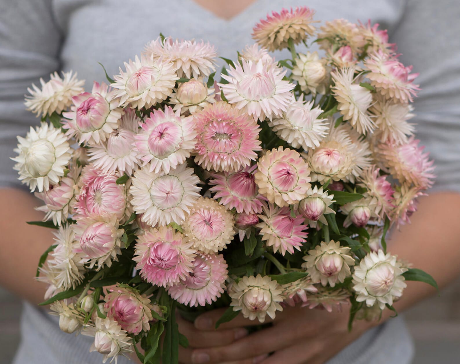 Silvery Rose Strawflower Seeds Strawflowers Straw Flower 50 | Etsy