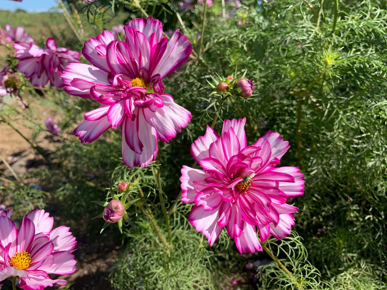 Double Click Bi-color Violet Cosmos Seeds, 25 Count - Etsy