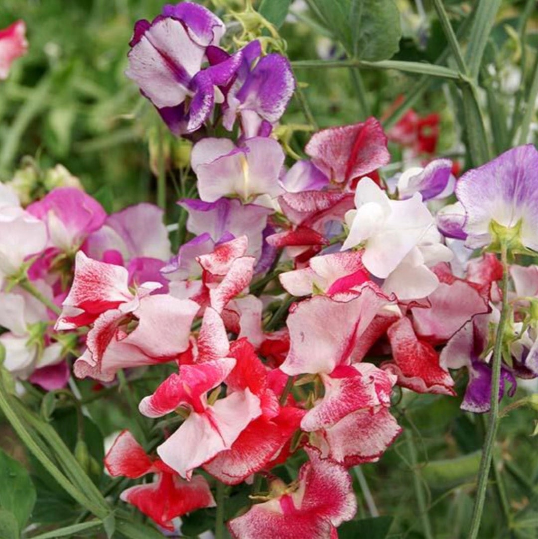 Spencer Ripple Formula Mix Sweet Peas, Annual Bi-color Ruffled Sweet ...