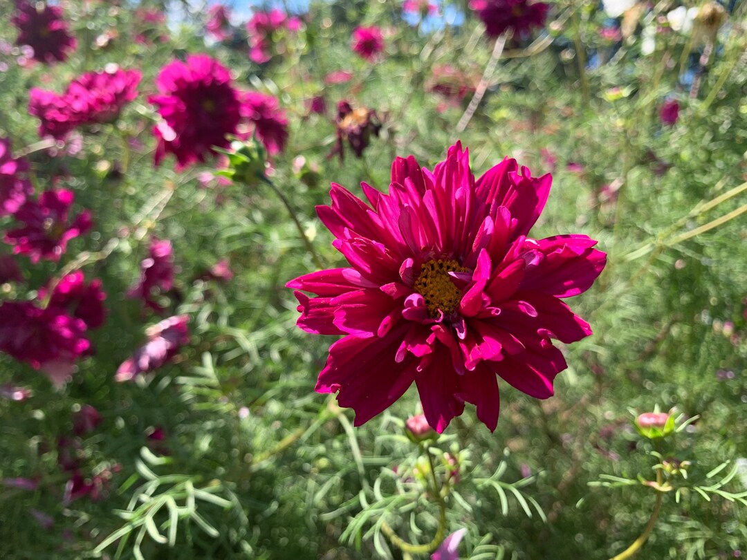 Double Click Cranberries Cosmos Seeds, Burgundy Red Double Bon Bon ...