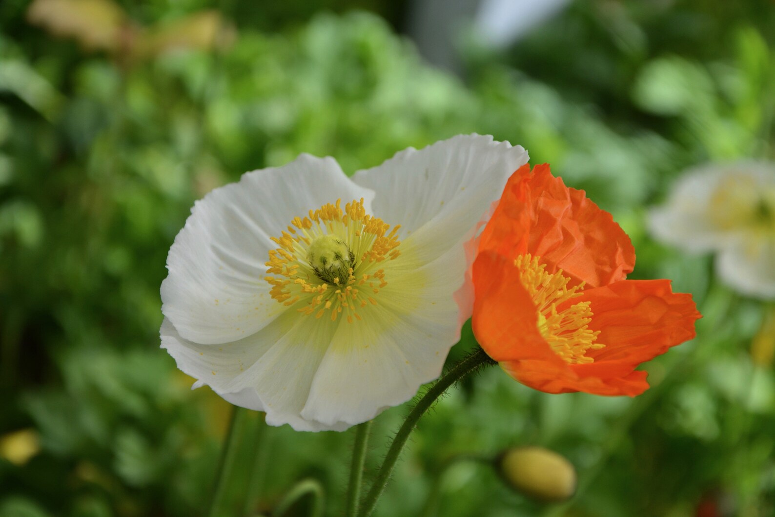 Iceland Poppy Seeds Mixed Color Iceland Poppies 2000 Seeds - Etsy