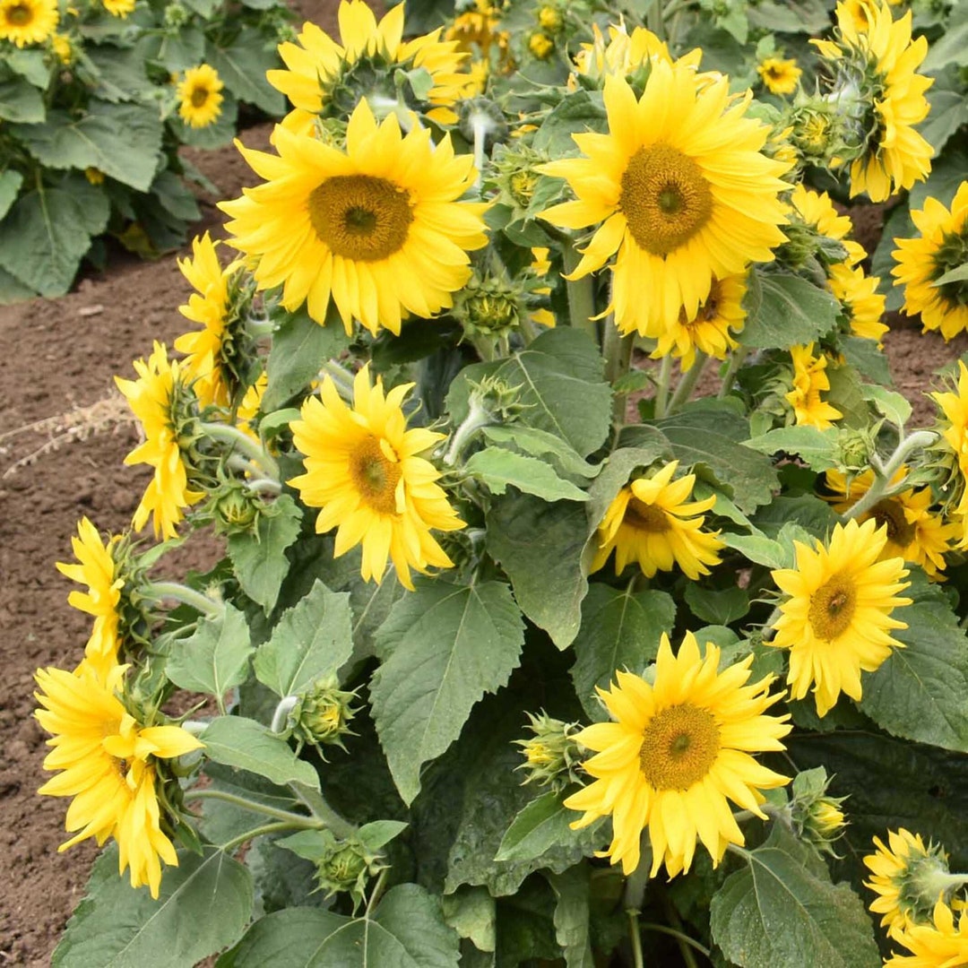 Carousel Sunflower Seeds, 25 Count, Dwarf Branching Variety - Etsy