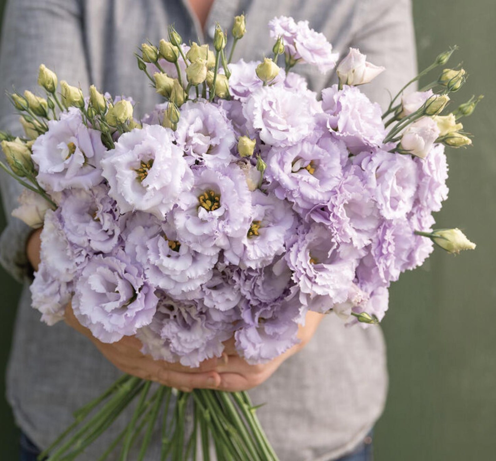 Voyage 2 Lavender (F1) Lisianthus Seeds, Eustoma Grandiflorum (25 ...