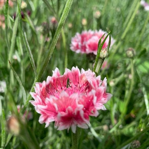 Classic Romantic Bachelor Buttons Seeds, Bi Color, Pinks, Reds, White ...