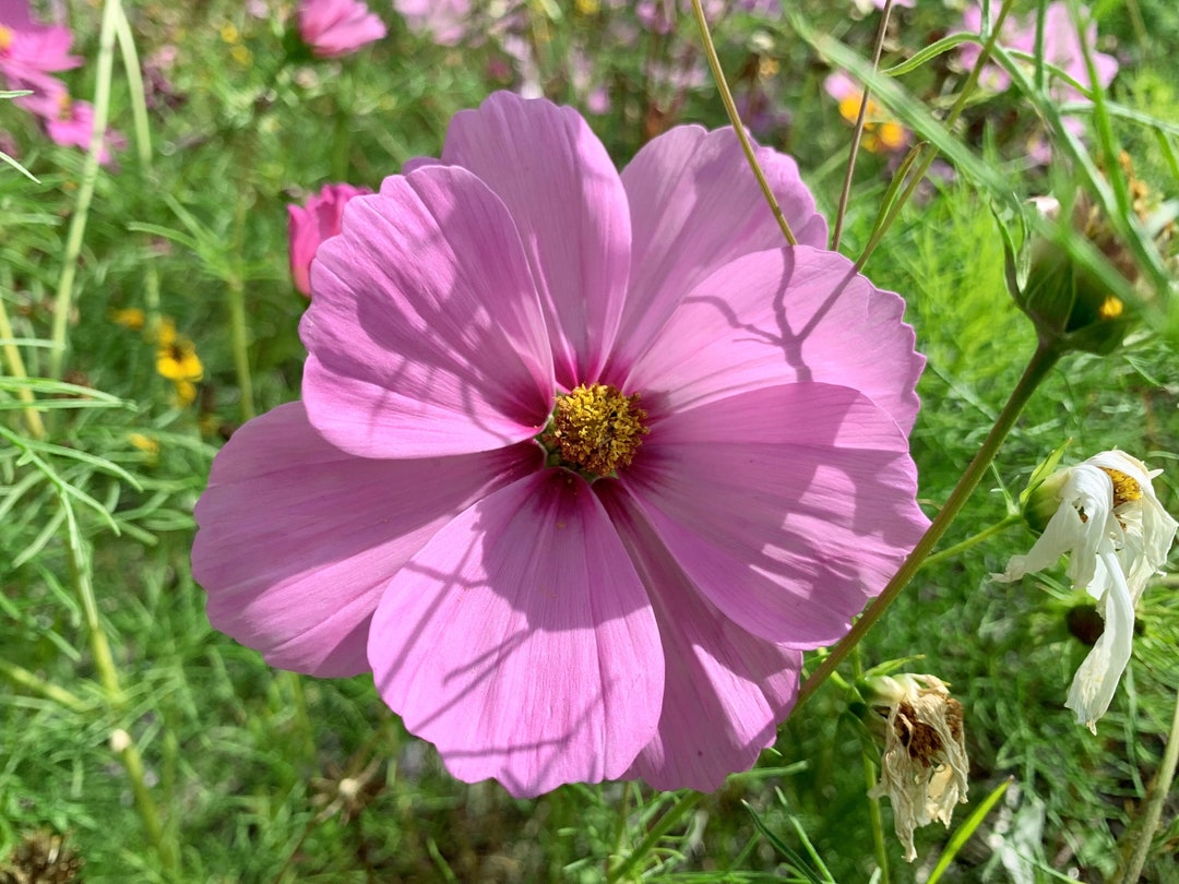 Gloria Cosmos Seeds, Pink Cosmos Flowers, 200 Seeds // Open Pollinated ...