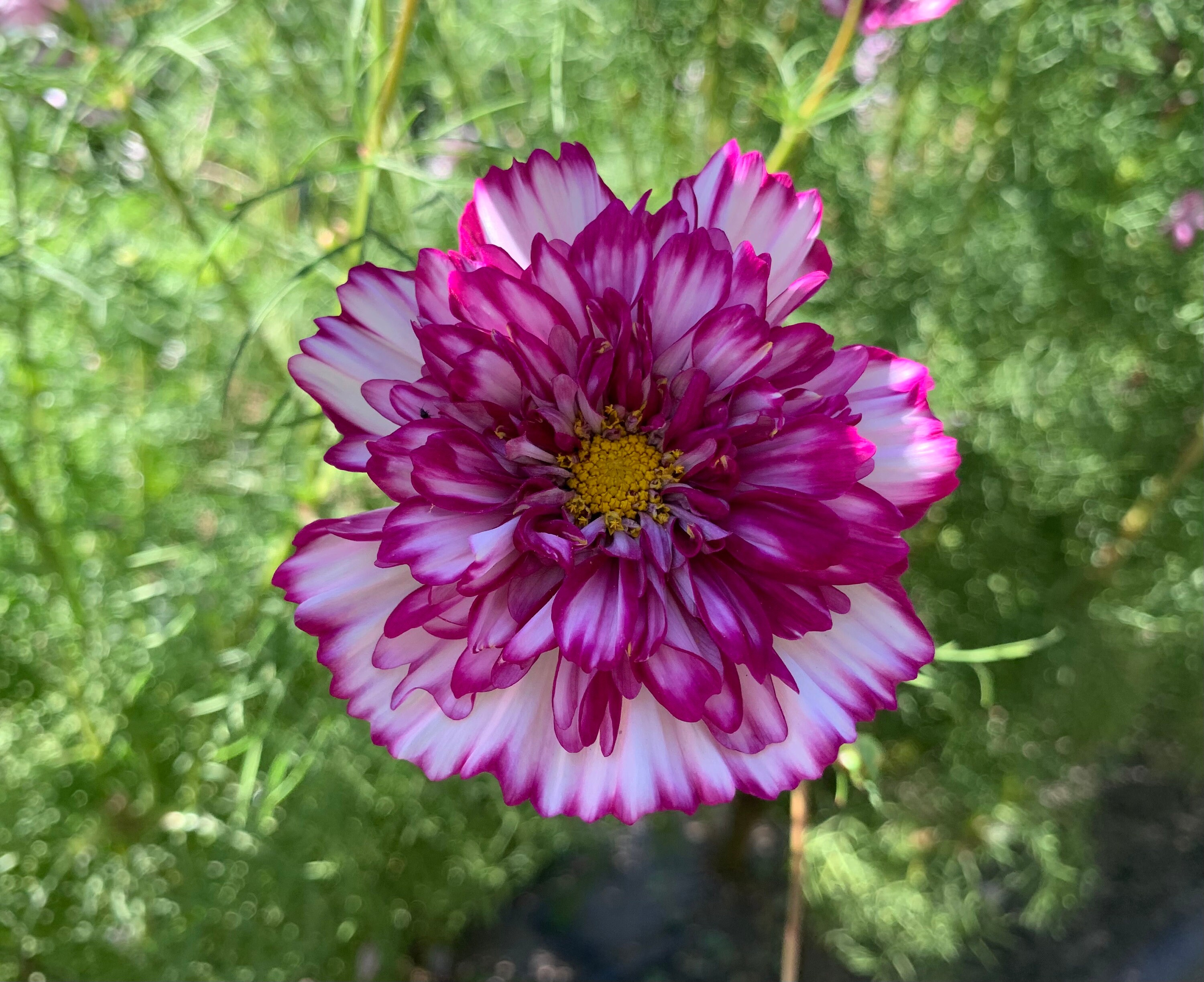 Double Click Bi-color Violet Cosmos Seeds, 25 Count - Etsy