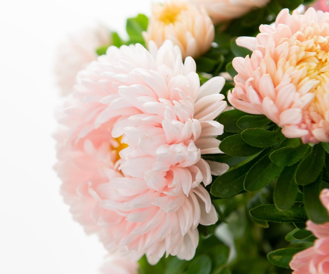 King Size Apricot China Aster Seeds, 50 Count, Pastel Apricot Pink ...