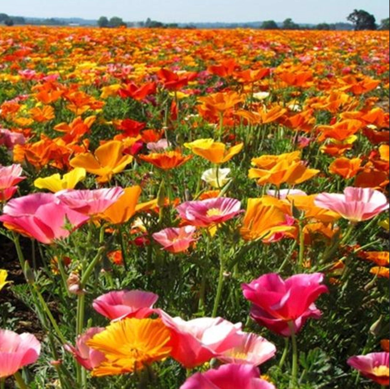 Mission Bells California Poppy Seeds, 2500k Count - Etsy