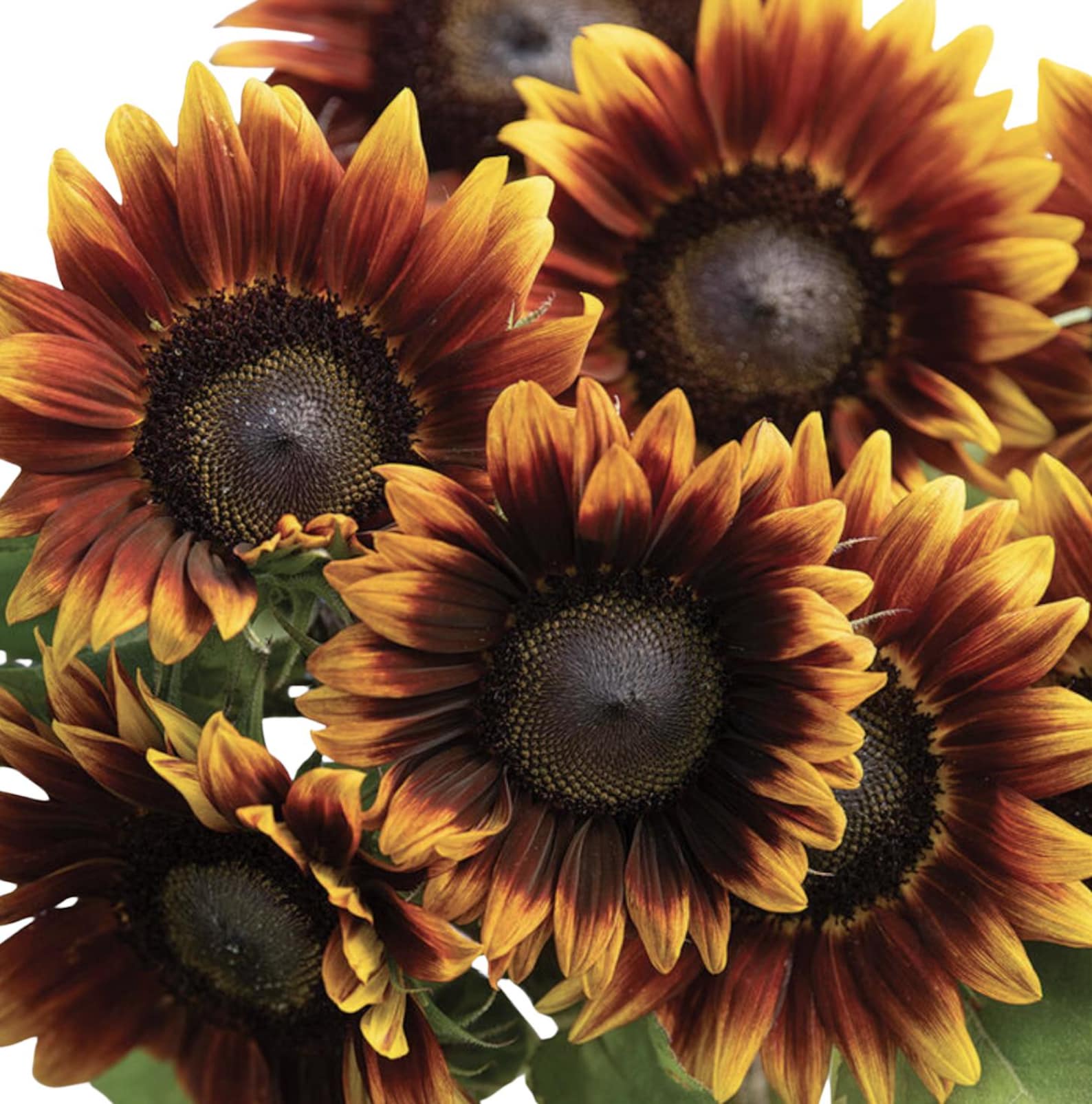 Shock-o-lat Sunflower Seeds, 25 Count, 6' Branching Variety - Etsy