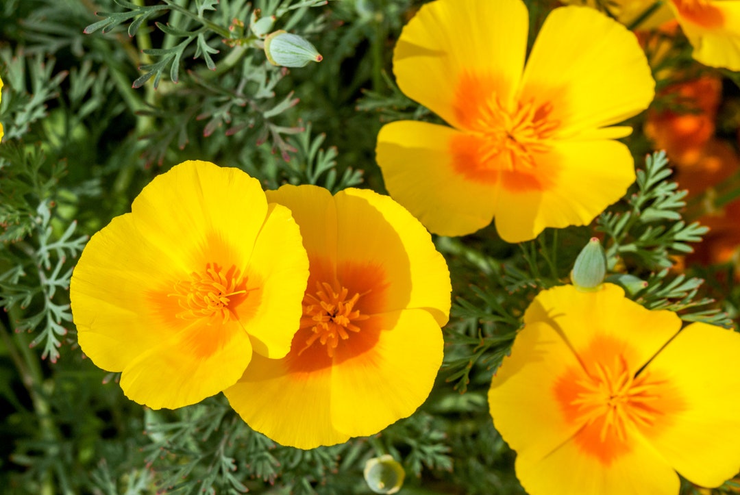 Golden West California Poppy Seeds, Golden Yellow Poppies // Open ...