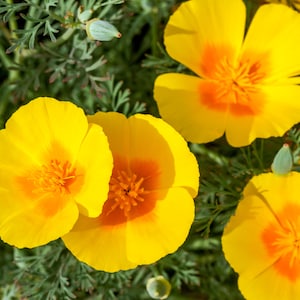 Golden West California Poppy Seeds, Golden Yellow Poppies // Open ...