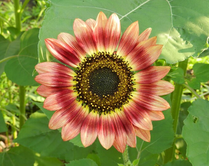 Gypsy Charmer Sunflower Seeds, Tricolor 4-6' Branching Sunflowers ...