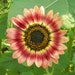 Gypsy Charmer Sunflower Seeds, 25 Count, Tricolor 4-6' Branching ...