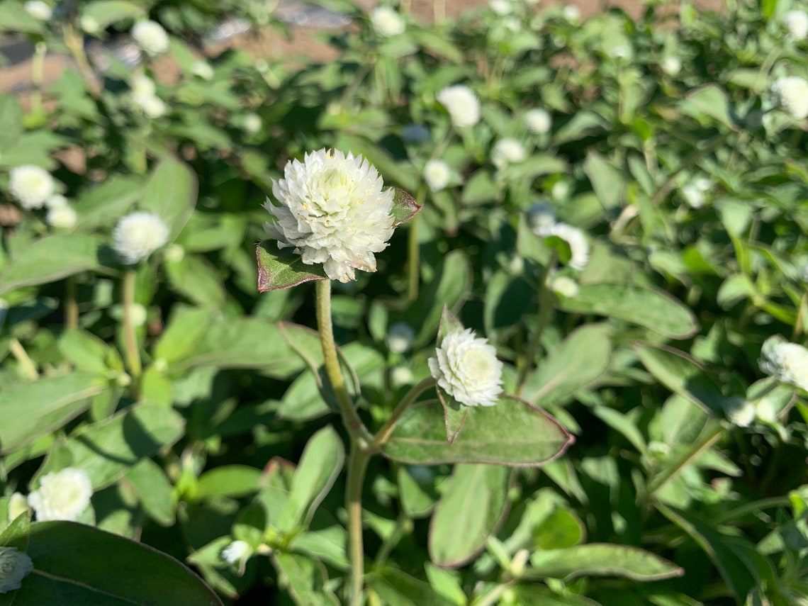 Audray White Gomphrena Seeds, 25 Count Globe Amaranth - Etsy