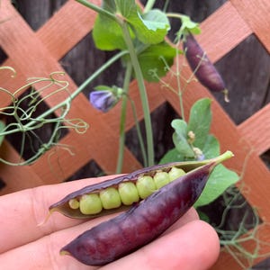 Royal II Sugar Snap Pea Seeds, 25 Count, Purple Snap Peas - Etsy