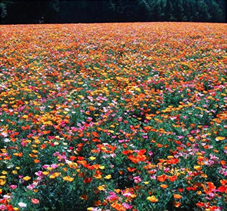Mission Bells California Poppy Seeds, 2500k Count - Etsy