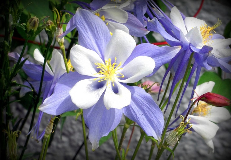 Blue Columbine Seeds Blue Columbines Columbine Flower 100 - Etsy