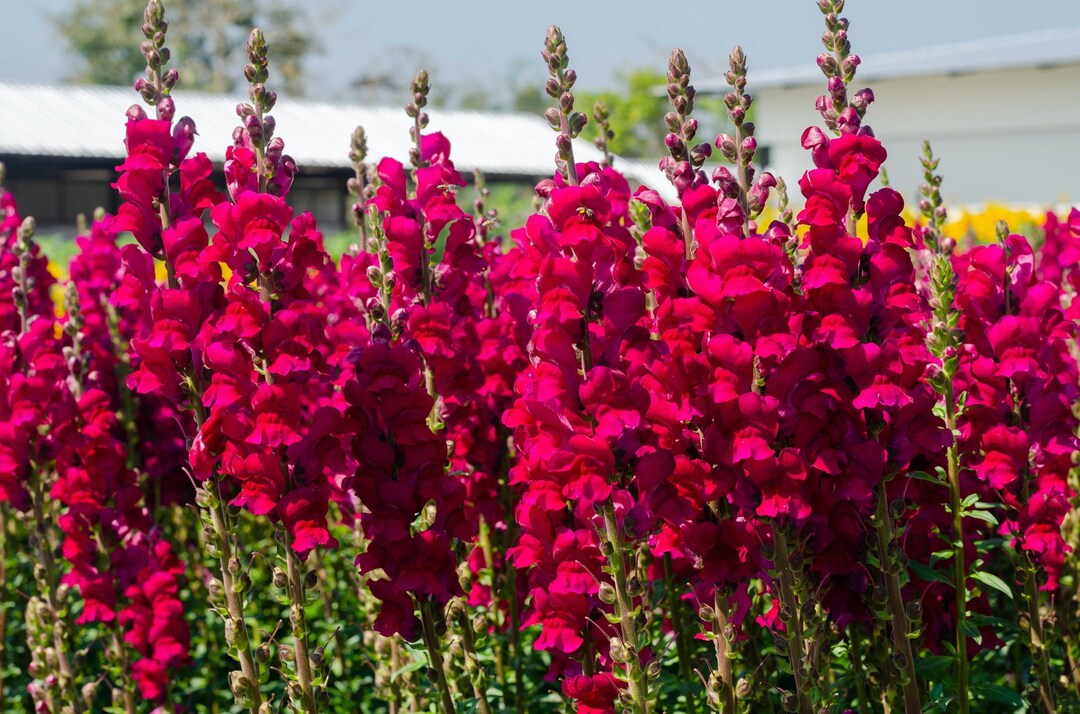 Red Snapdragon Seeds, Potomac Red F1 Snapdragons, 50 Seeds // Open ...