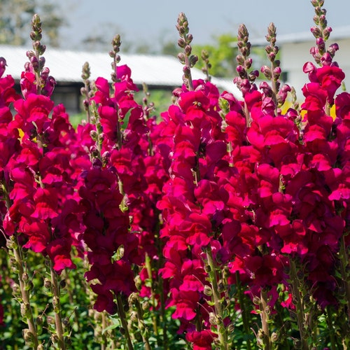Red Snapdragon Seeds Potomac Red F1 Snapdragons 50 Seeds // - Etsy