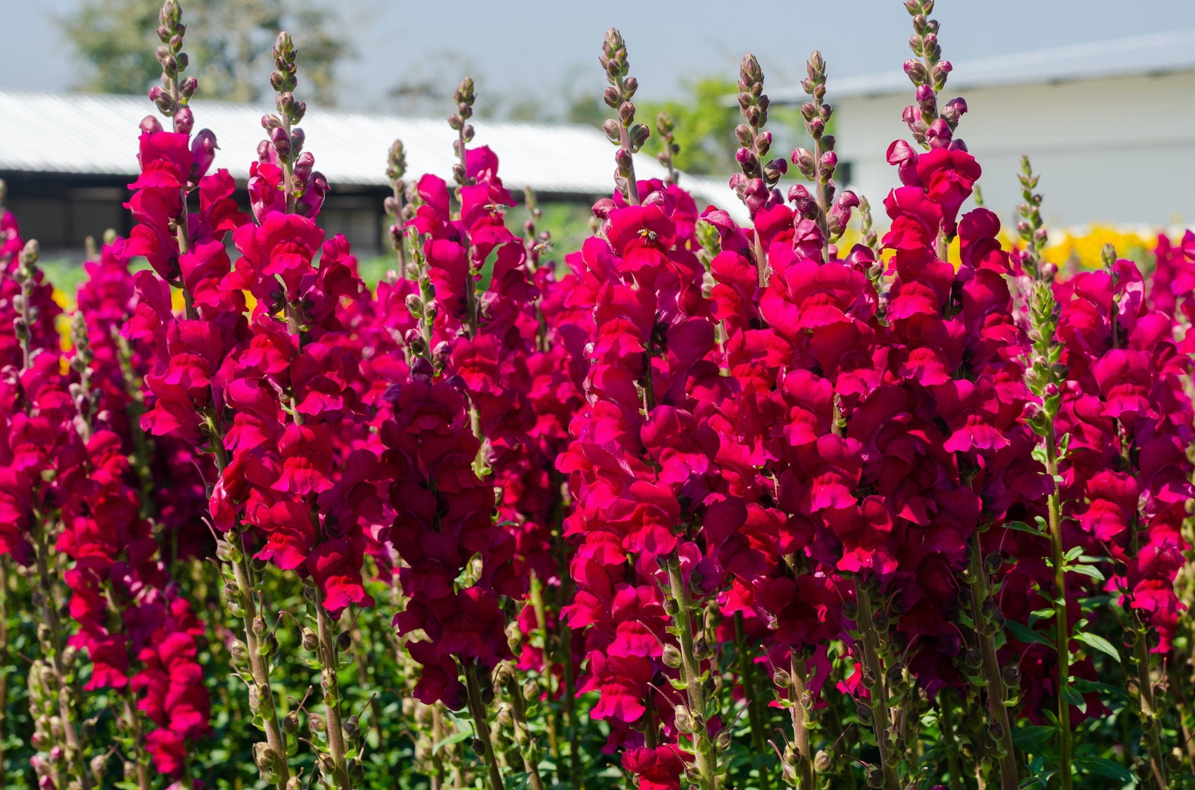 Red Snapdragon Flowers