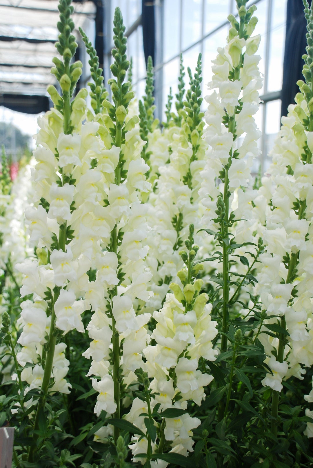 Potomac Ivory F1 Snapdragon Seeds, White Snapdragons // Open Pollinated ...
